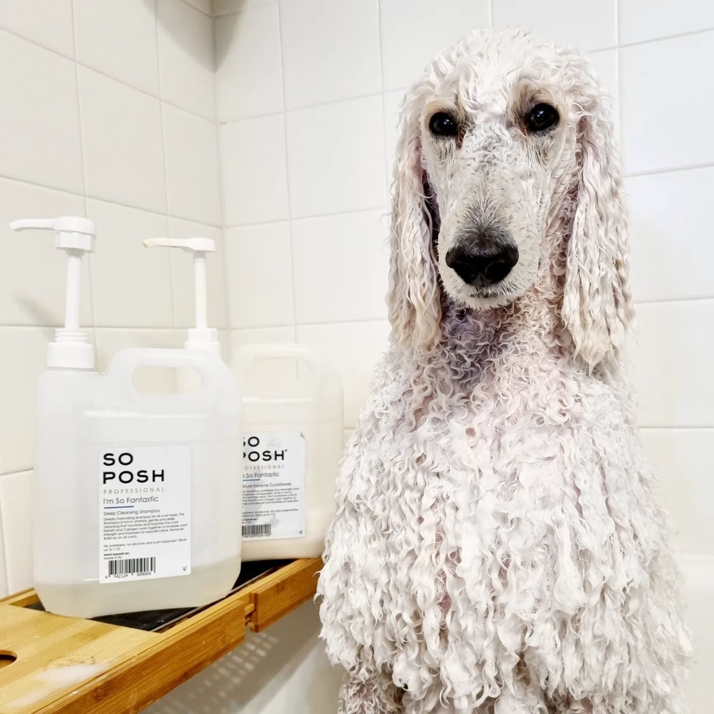 Professional Dog Grooming Supplies – So Posh